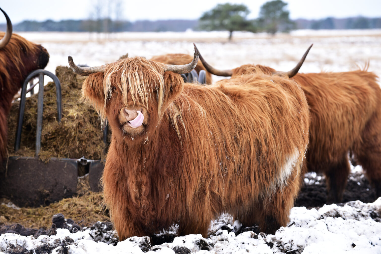 Highland Cattle: An Ancient Breed Making a Comeback in America