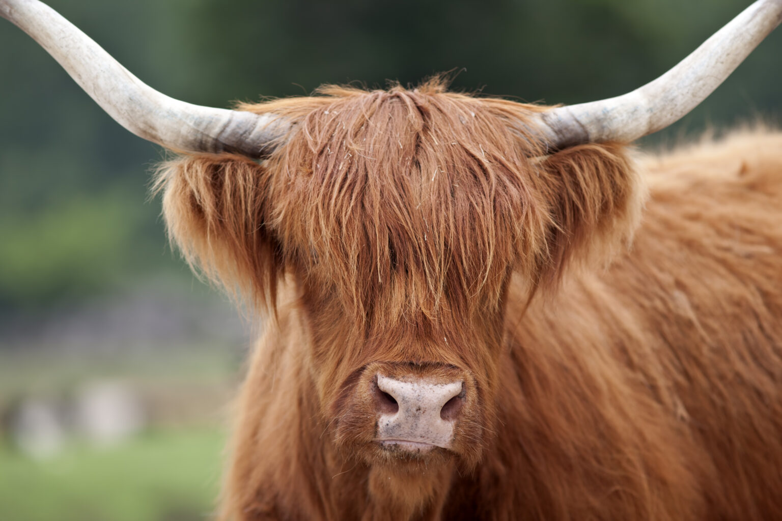 Are Highland Cows Good for Meat?