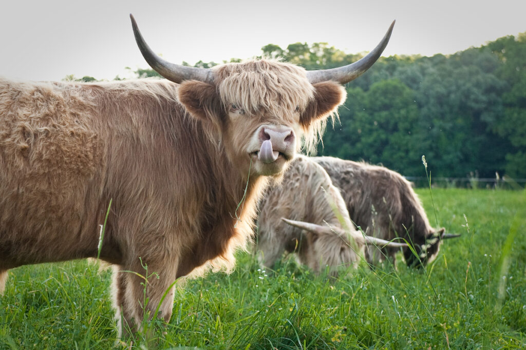 Unraveling the Charm Behind the Highland Cow Nickname: "Heilan Coo"